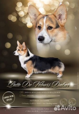 Вязка вельш-корги пемброк