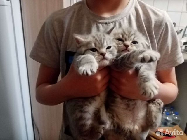Шотландские вислоухие котята
