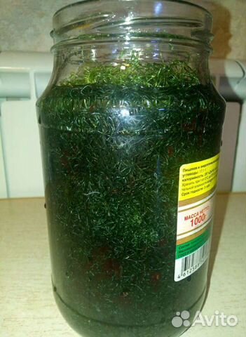 Хета (хетаморфа) в морской аквариум