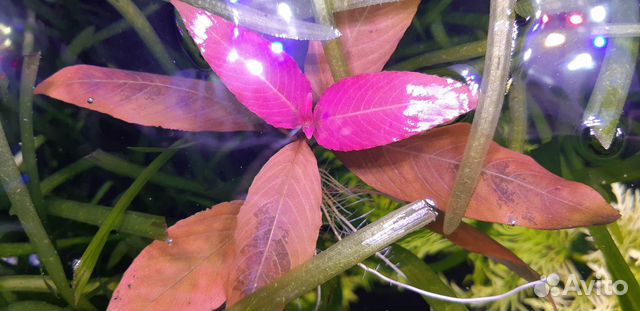 Простые аквариумные растения