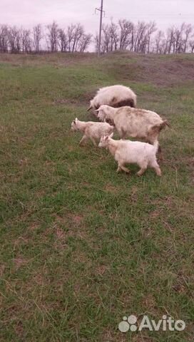 Продаются козы дойные