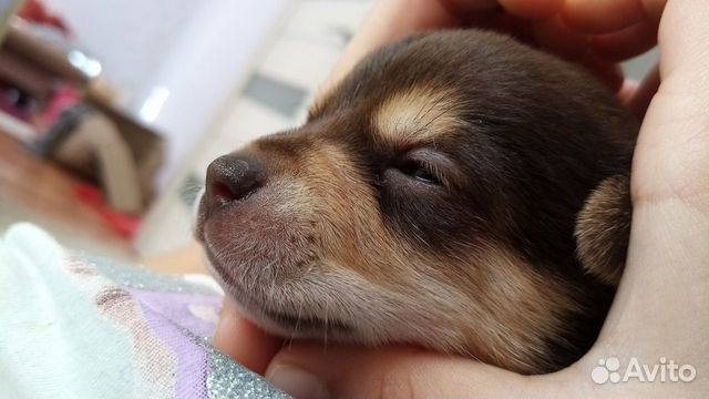 Мини тойчики, бронь