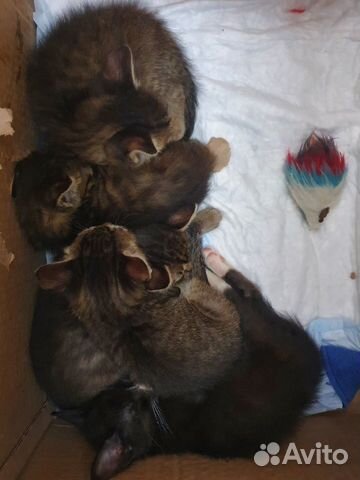 Котята