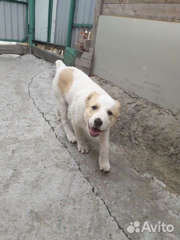 Среднеазиатская овчарка