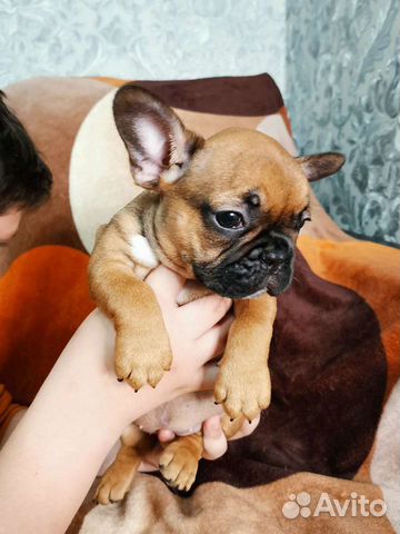 Французский бульдог щенки РКФ