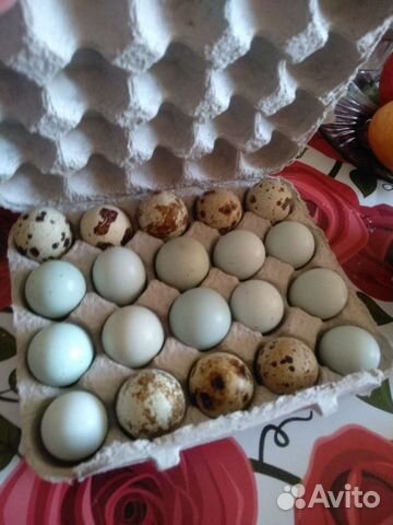 Яйцо селодонов