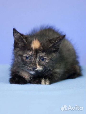 Кошечка Гуля 1,5 мес в дар