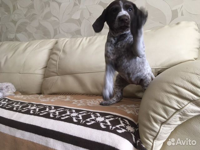 Щенок курцхаар сука