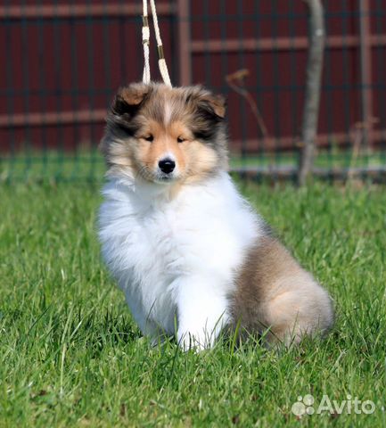 Очаровательные щенки колли