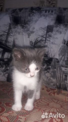 Котята в добрые руки бесплатно