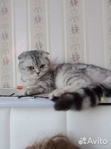 Красавица Ева ищет жениха