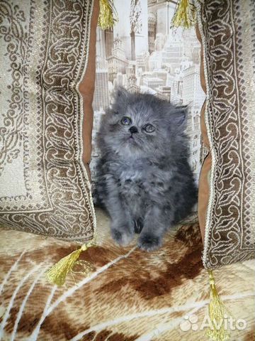 Персидский котенок девочка