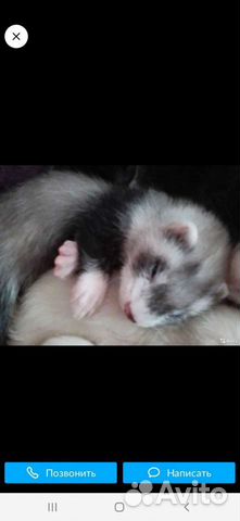 Хорята экзоты