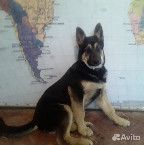 Помест восточнойвпропейская и немецкая овчарка