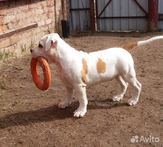 Шикарный щенок амстафф. РКФ