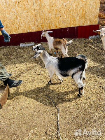 Козы, нубийки 50