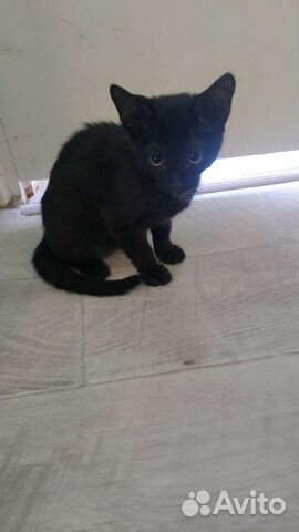 Кошка, котенок