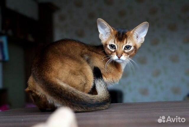 Абиссинские парнишки