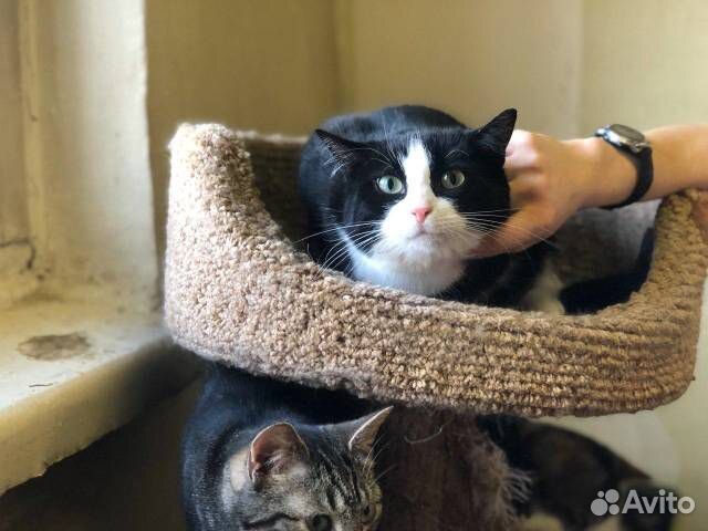 Кошка Киша ждёт своего хозяина