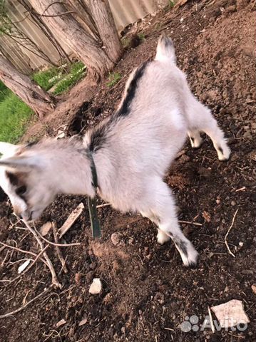 Ручные козлята от молочной козы