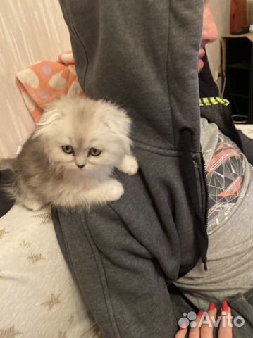 Кошка персидская шиншилла