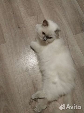 Шотландская кошка бесплатно