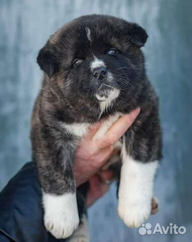 Мальчик американчик