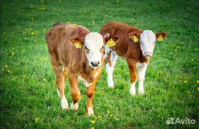 Бычки 3 месяца