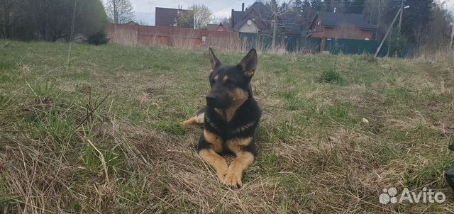 Собака. Добрые руки