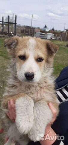 Щенок 2 мес в дар