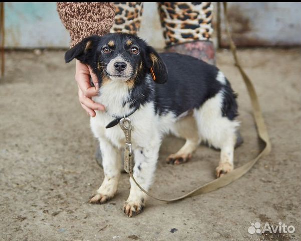 Ищет дом щенок не крупной Собачки Милки