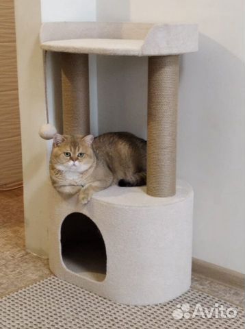 Шотландский кот вязка золотой