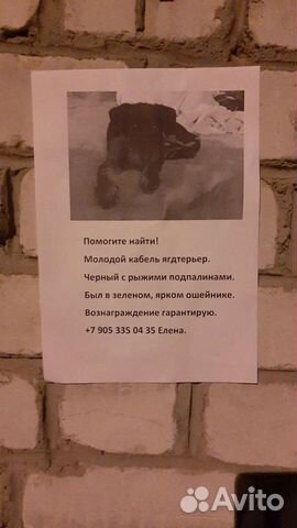 Потерялся ягдтерьер