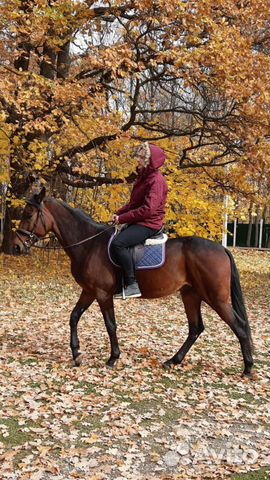 Американский рысак