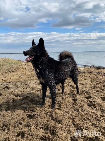 Чудесная чернобурая собака в добрые руки