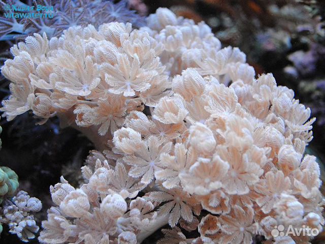 Ксения пульсирующая