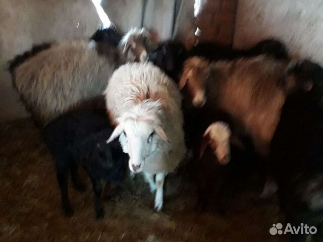 Овцы курдючные