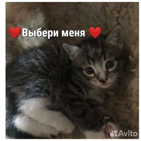 Полосатый маленький котёнок хочет домой