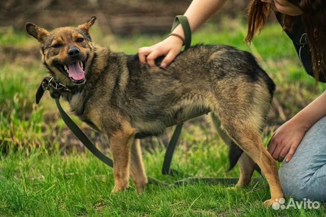 Малыши отдаются в дар