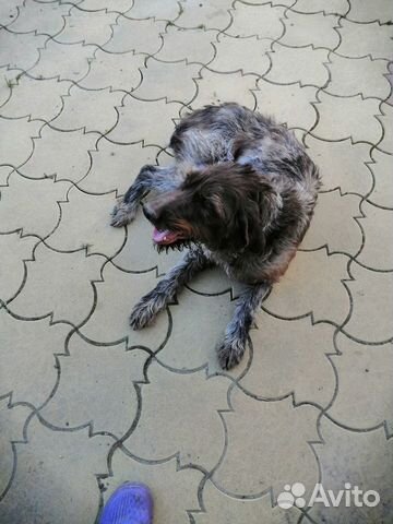 Бронь на щенков дратхаара