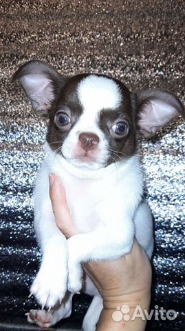 Малышка чихуа