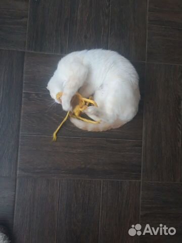 Кошка в хорошие руки