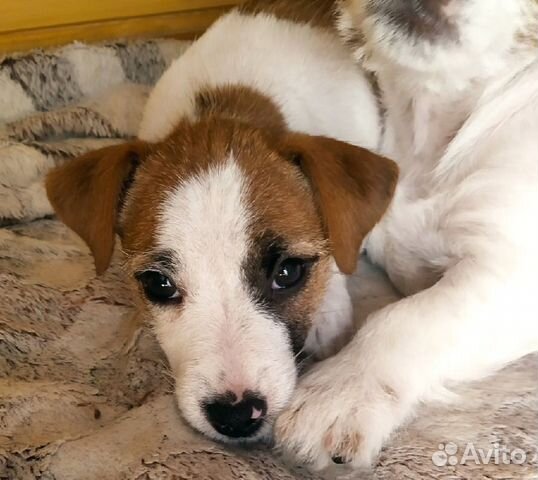 Щенок джек рассел терьер девочка