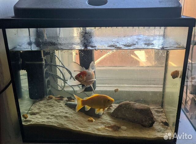Аквариум с рыбами