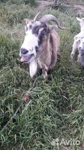 Коза дойная молочная