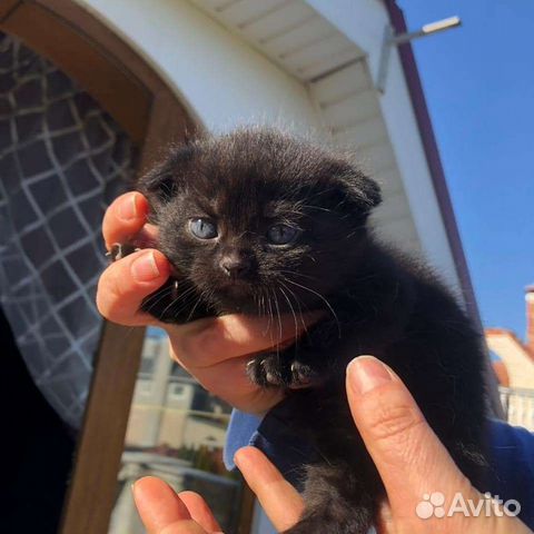 Вислоухие котята