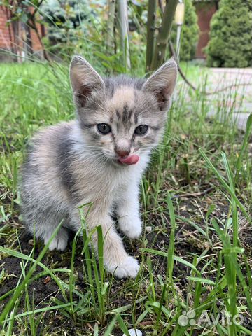Отдам в добрые руки котят