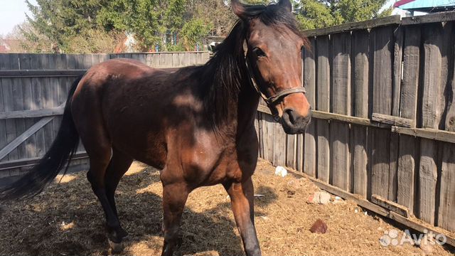 Лошадь русской рысистой породы