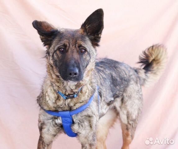 Некрупная 20кг идиальная, спокойная девочка