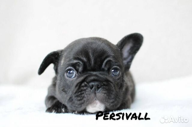 Французский бульдог щенки